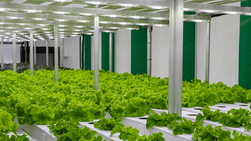 Plant Factory, 10 milyon euro değerleme üzerinden 2 milyon euro yatırım ...